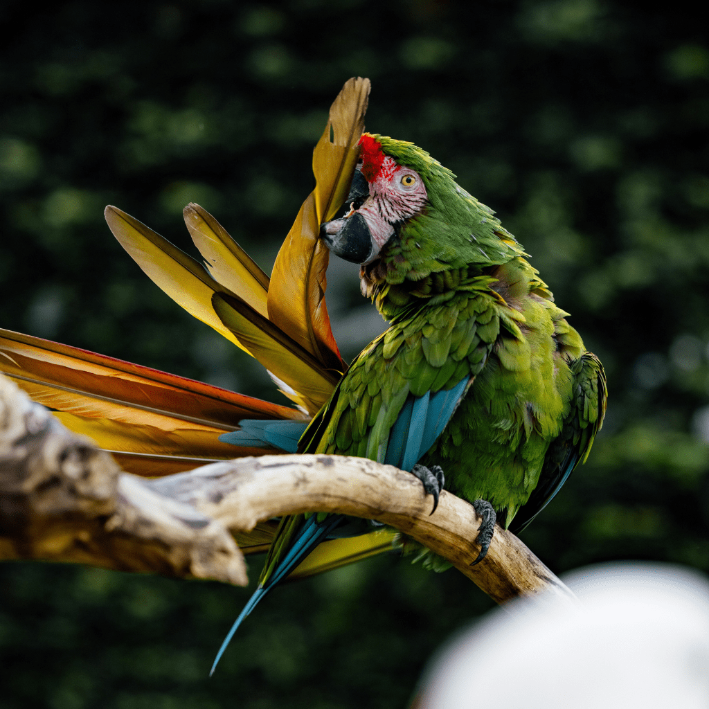 Travailler avec les animaux sauvages comme auxiliaire vétérinaire