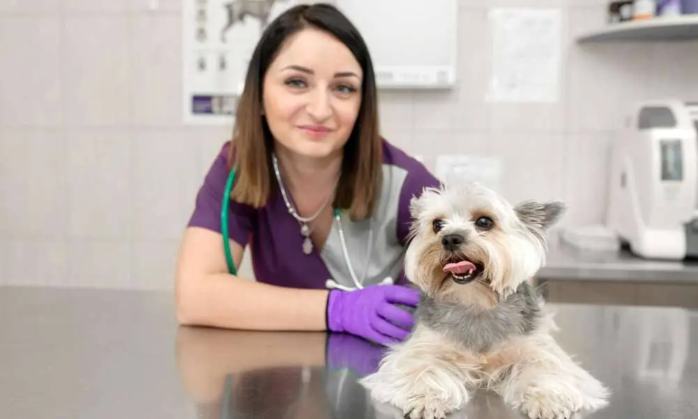 Évolutions de carrière pour un auxiliaire vétérinaire - Devenir AASV